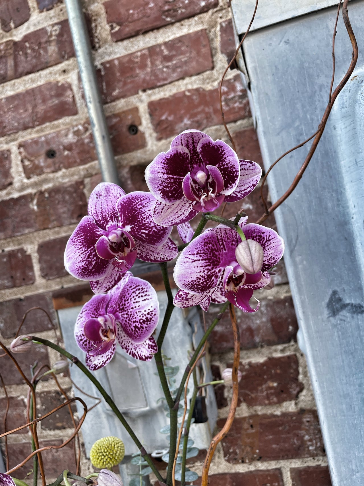 From the Ground – University Florist