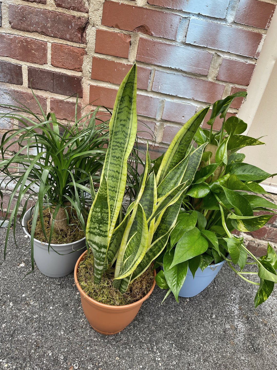 Products – University Florist