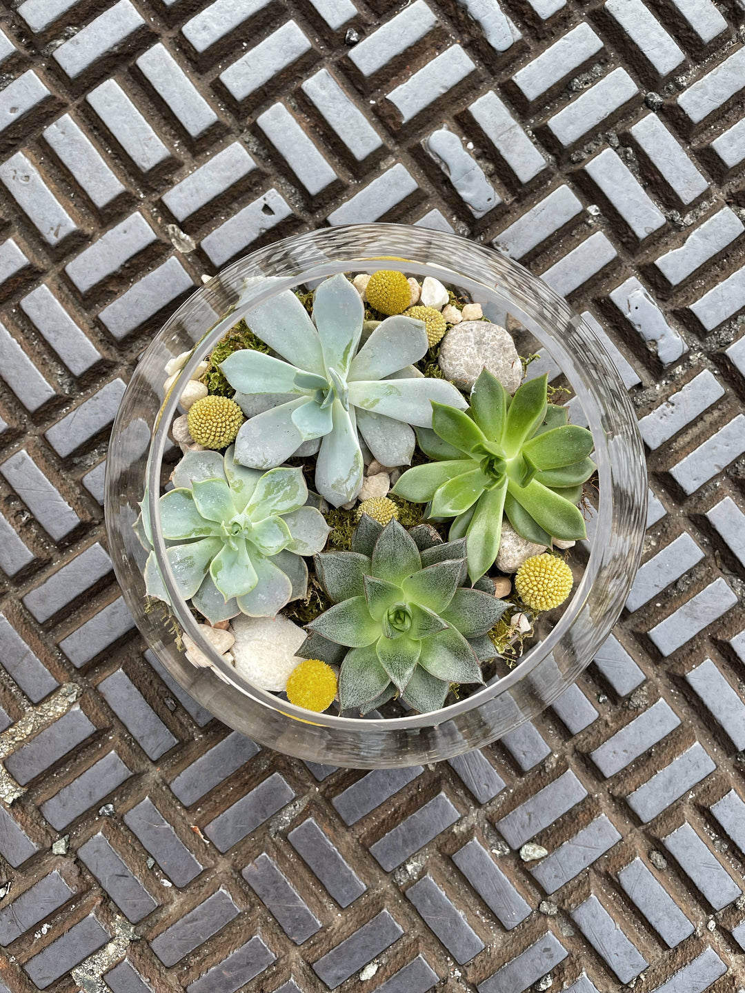Succulents – University Florist