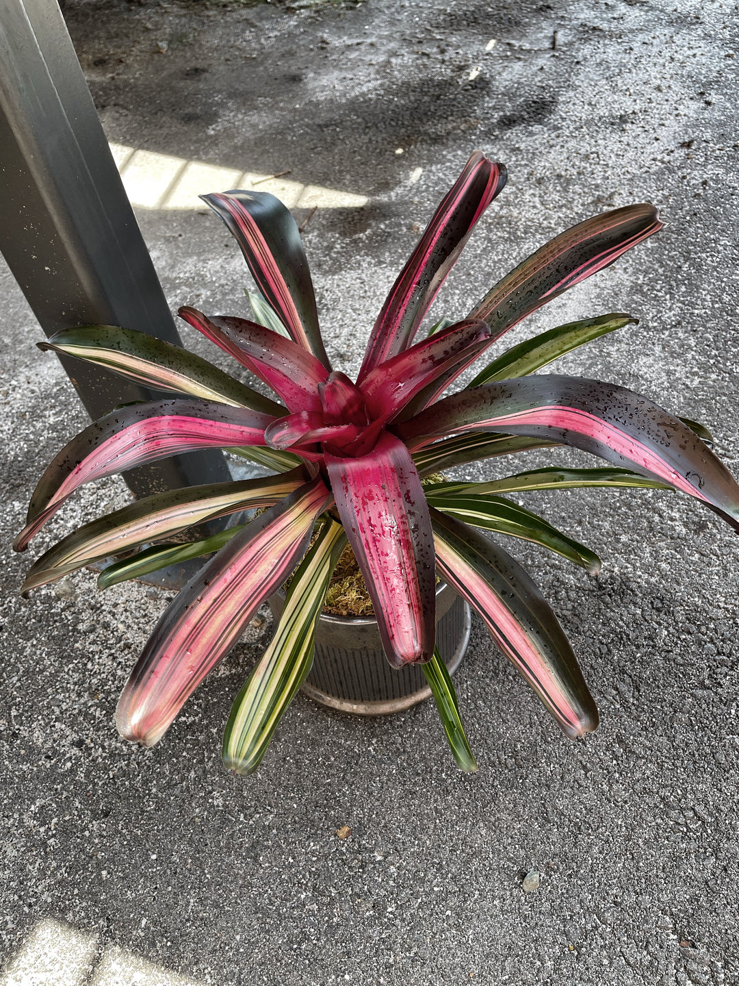 Products – University Florist