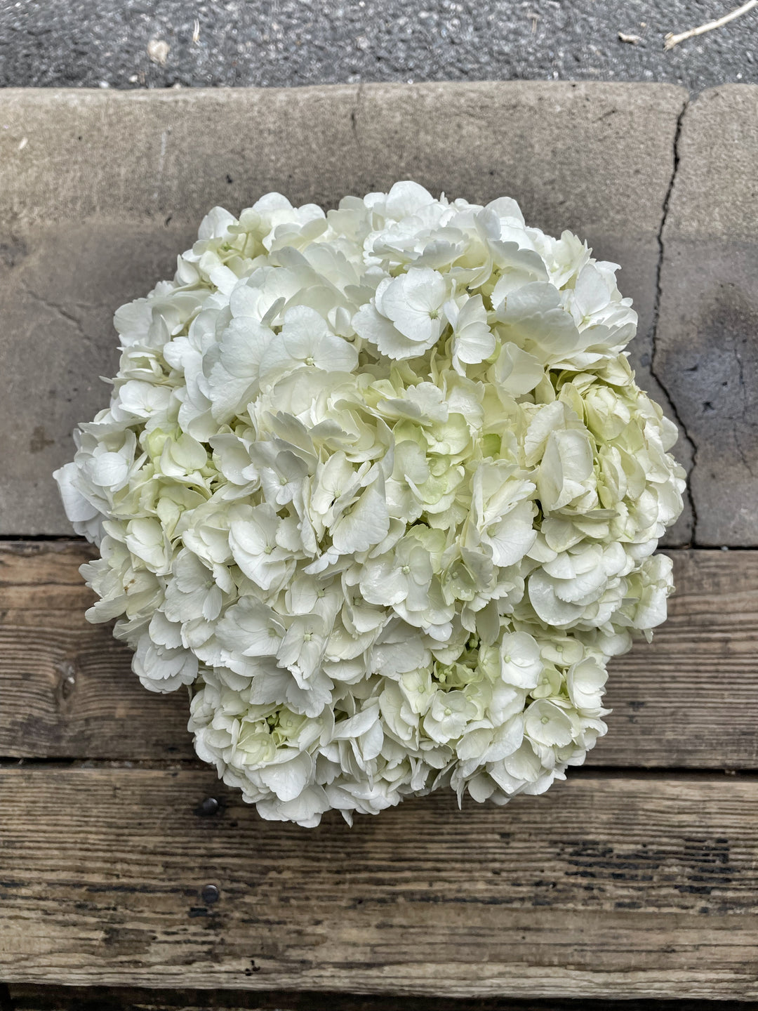 Products – University Florist